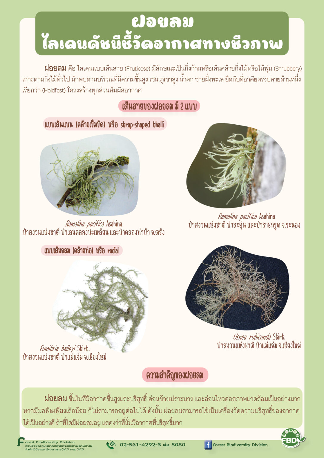 ด้านไลเคน Forest Biodiversity Research Division