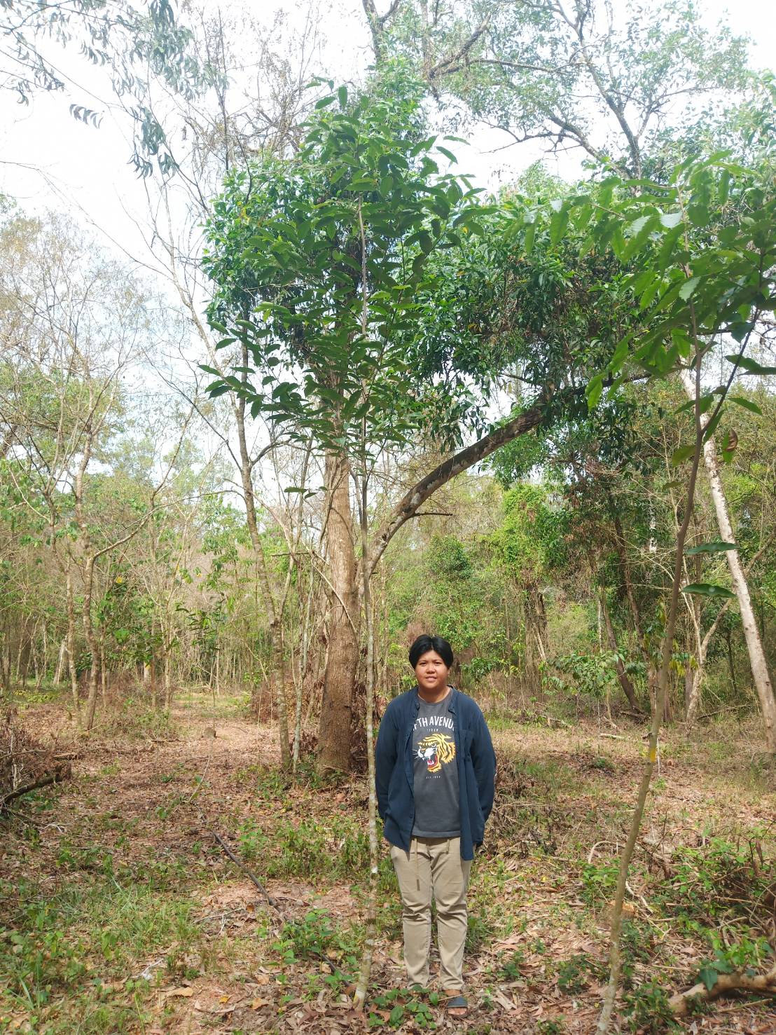 87520 – สำนักการป่าไม้ต่างประเทศ